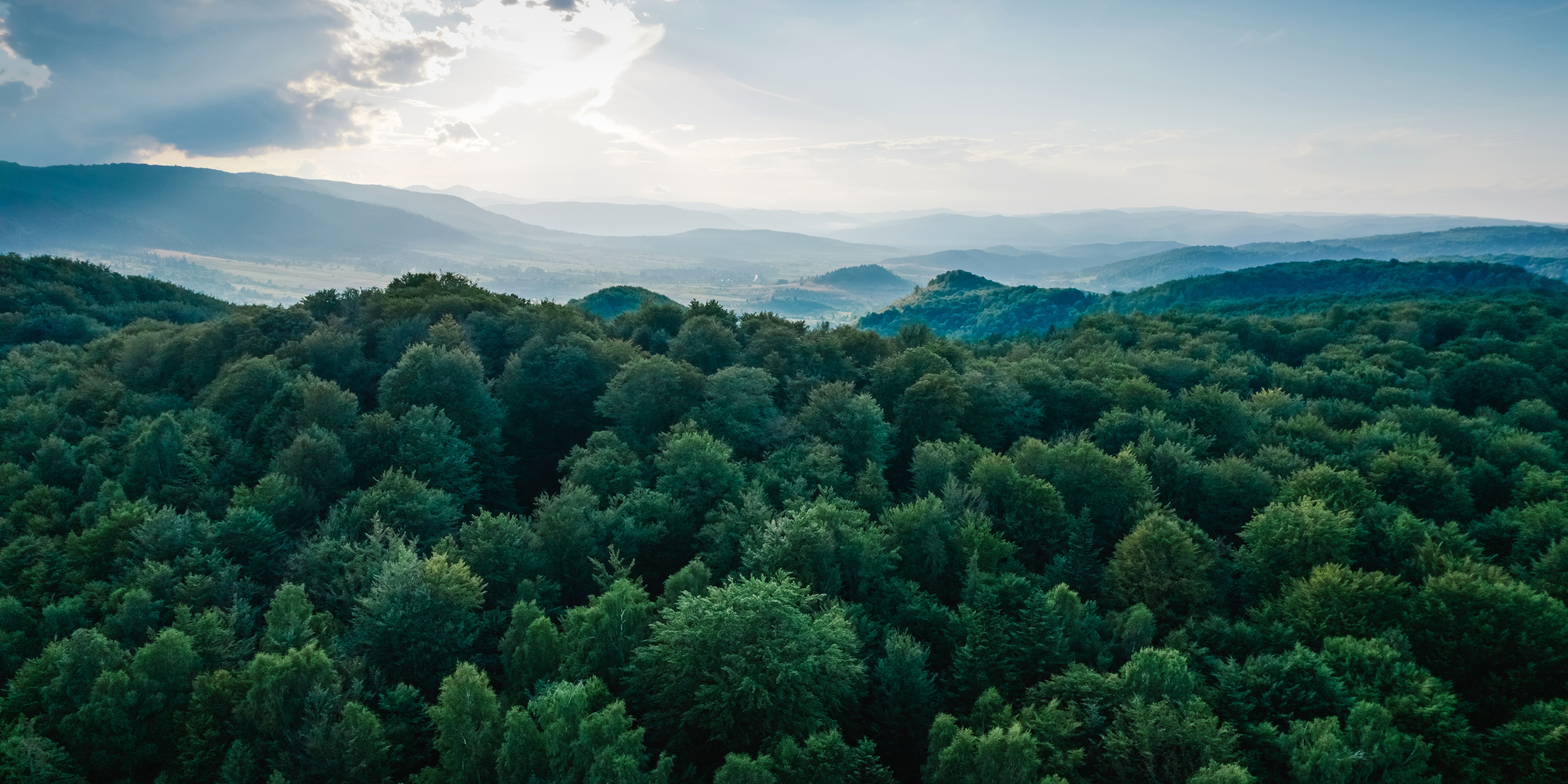 Become part of the COPA-DATA Forest